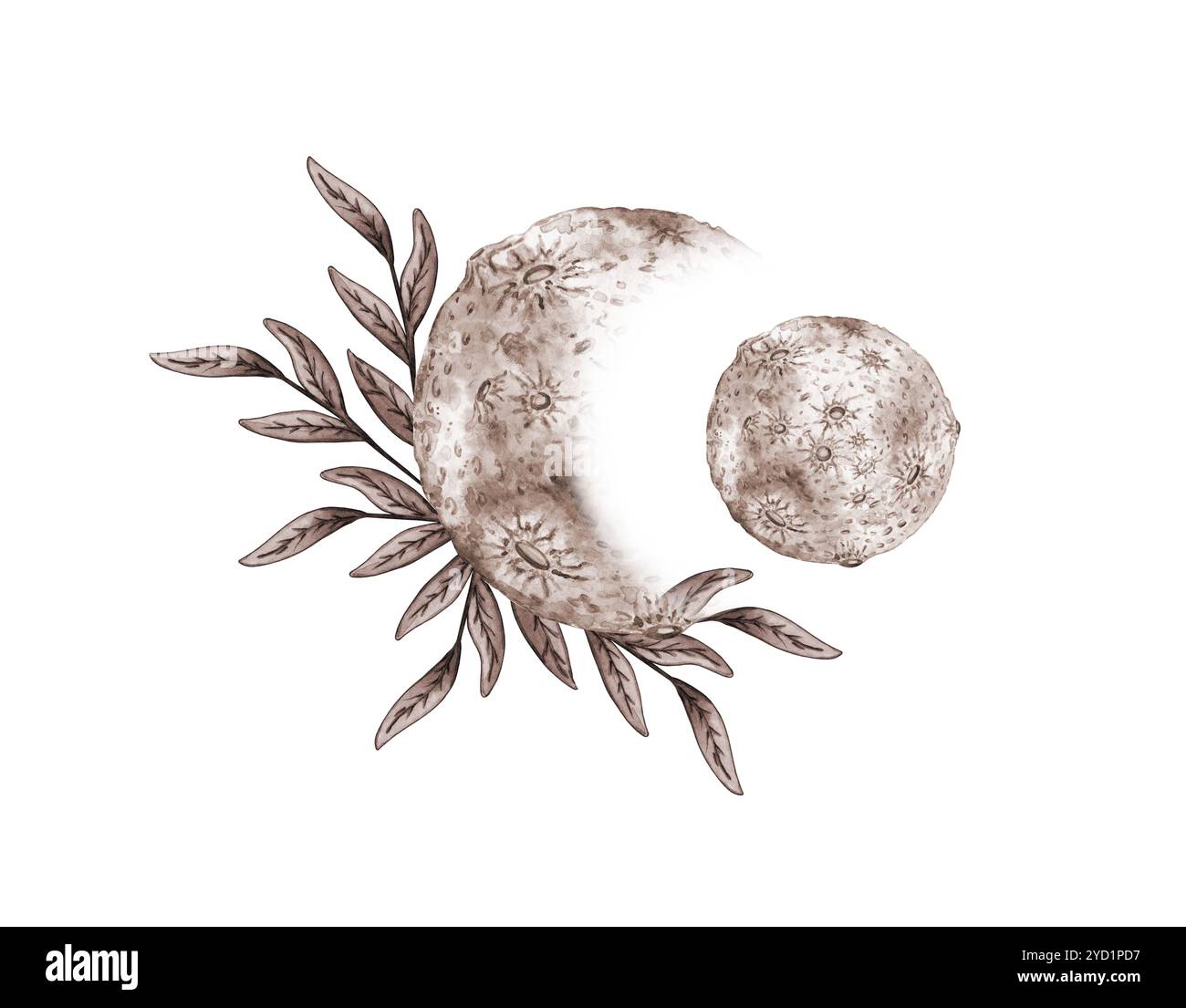 Two moons and grass flowers in brown and beige tones watercolor ...