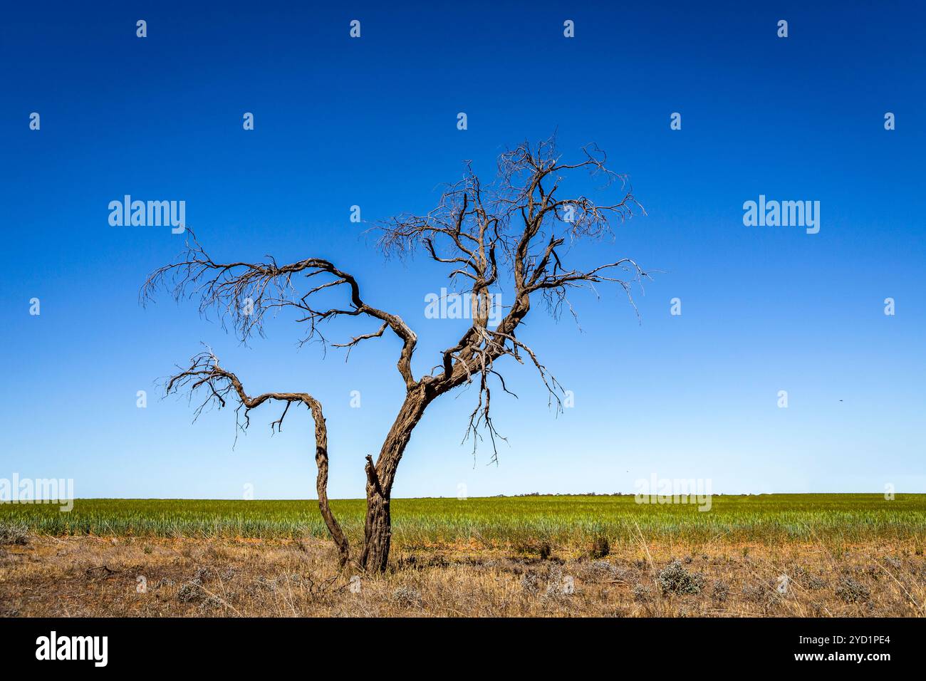 Lone tree in outback Australia Stock Photo - Alamy