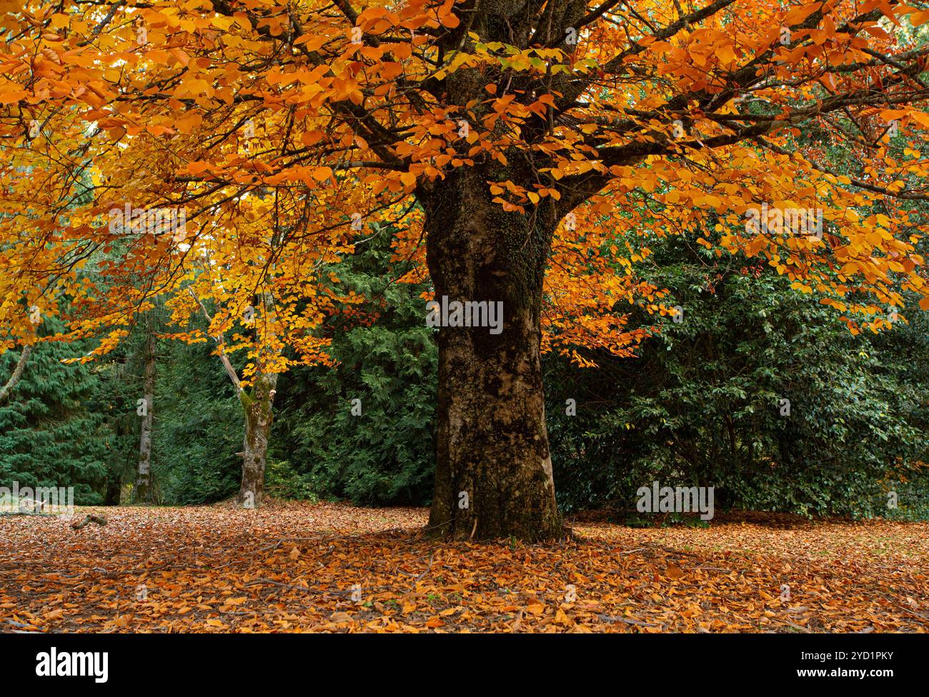 Grand tree dripping in gold leaf - Autumn is here Stock Photo - Alamy