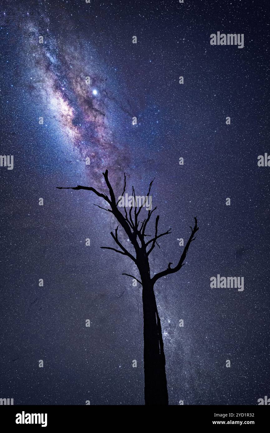 Milky Way galactic core shining brightly over old dead tree Stock Photo ...