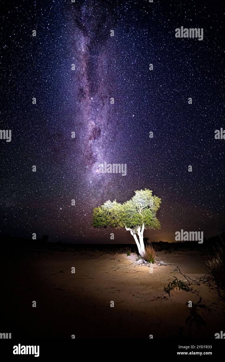 Desert tree under night sky milky way universe Stock Photo - Alamy