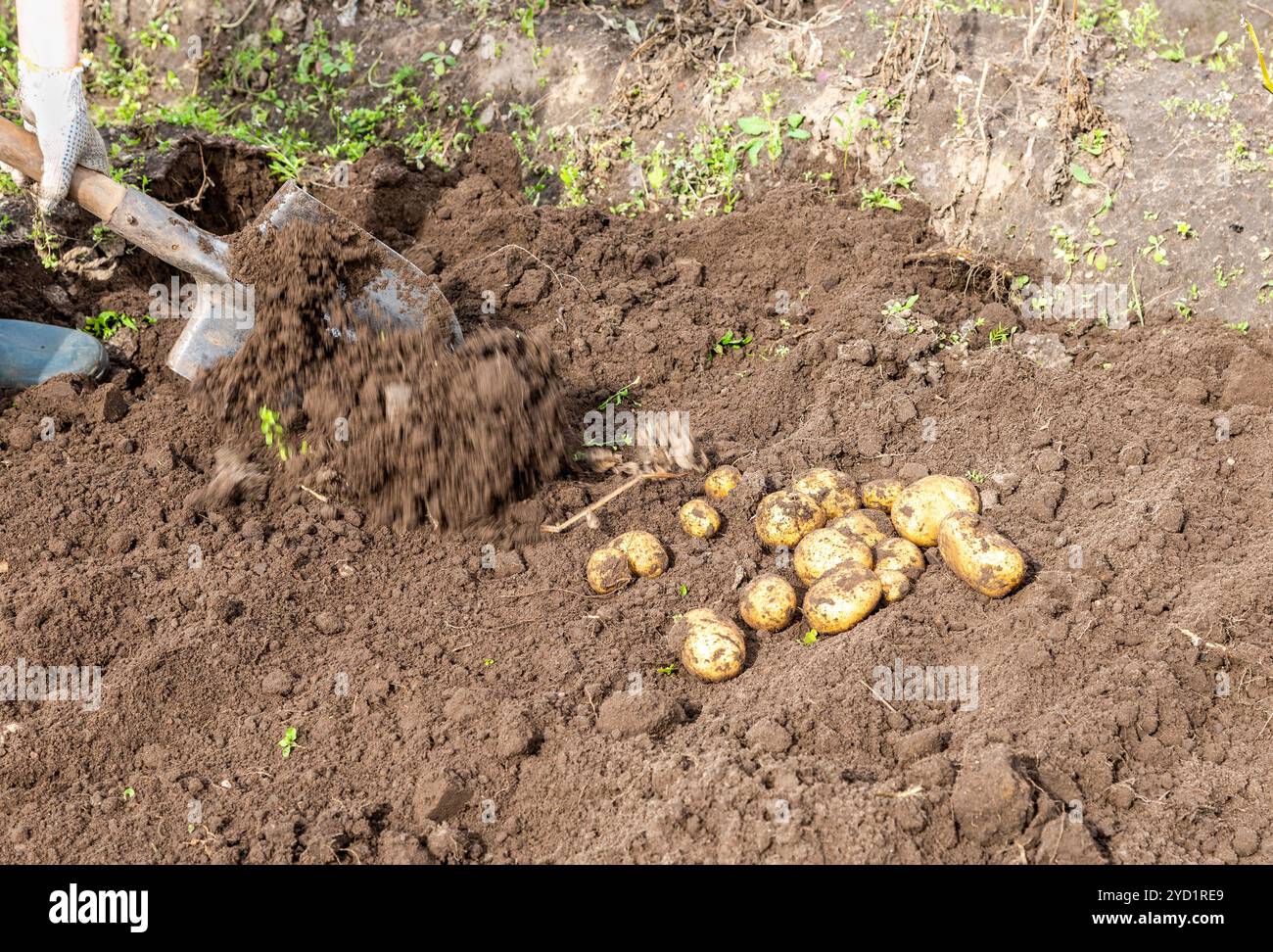 Tuber Stem Picture