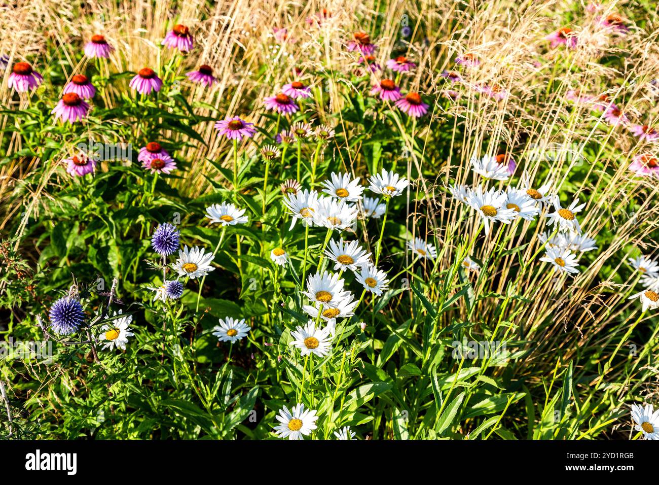 Nature organic background from decorative flowers Stock Photo - Alamy