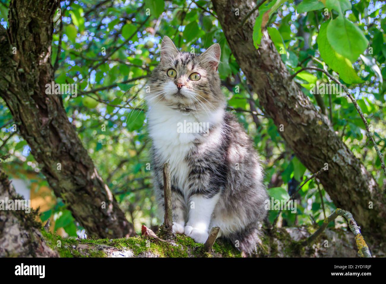 Fluffy cat is sitting on a tree branch. Pet. Cat for a walk in the yard ...