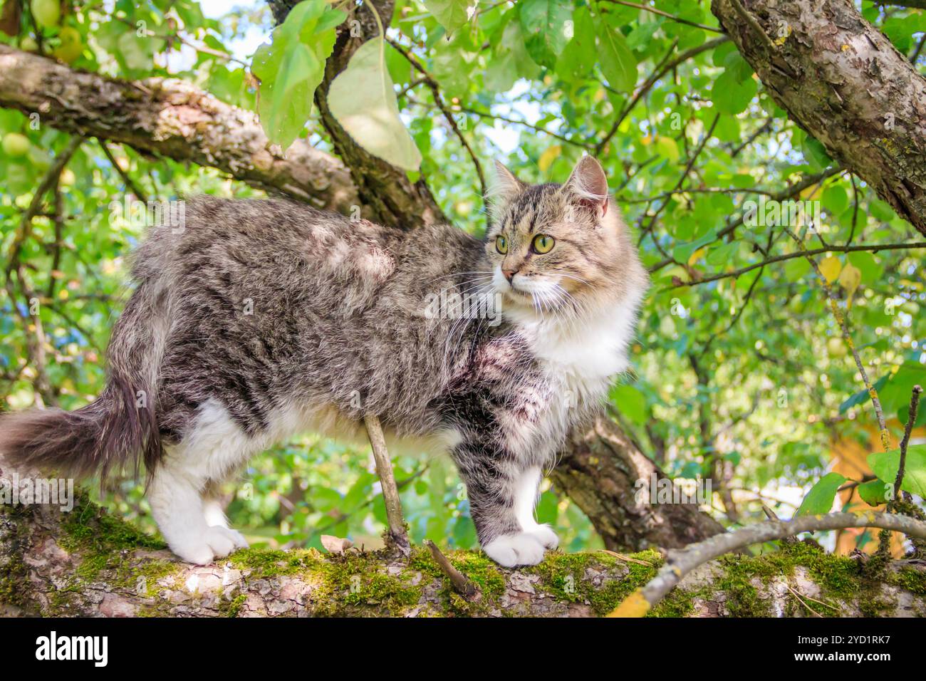 Fluffy cat is sitting on a tree branch. Pet. Cat for a walk in the yard ...