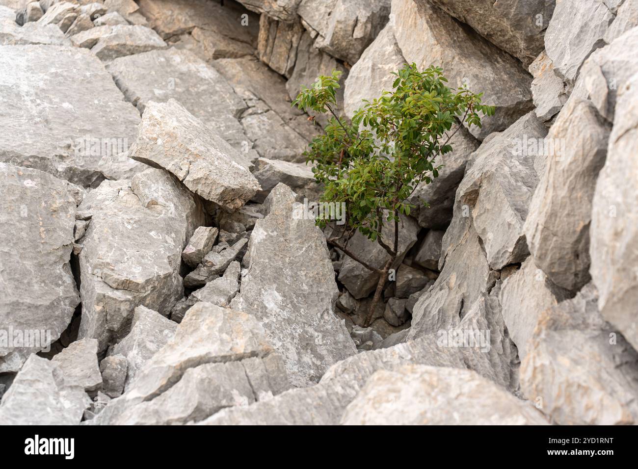 Small green plant growing between large rugged rocks in a rocky ...