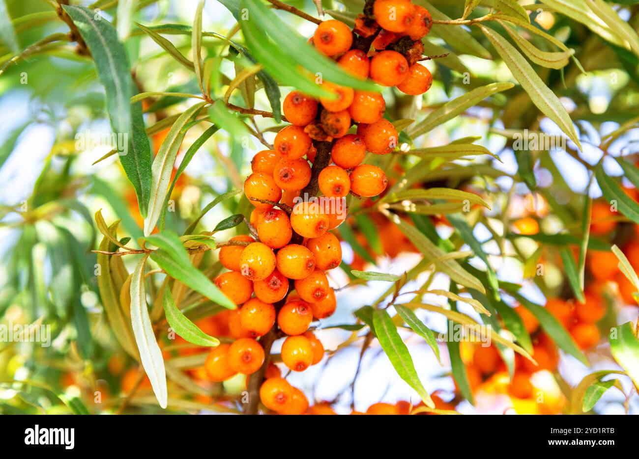 Orange small berries of natural sea buckthorn Stock Photo - Alamy
