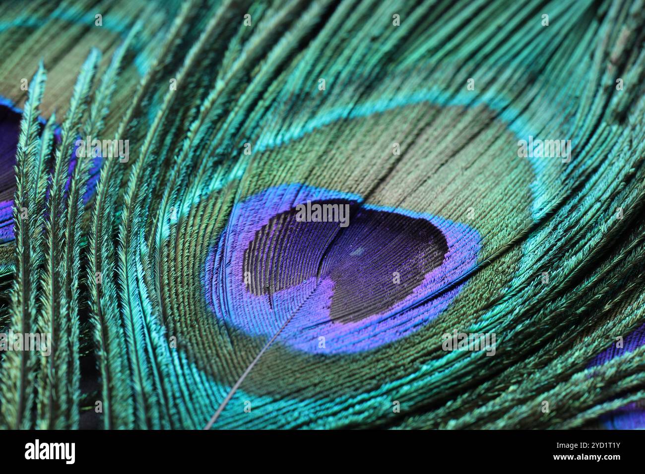 Beautiful bright peacock feather as background, macro view Stock Photo ...