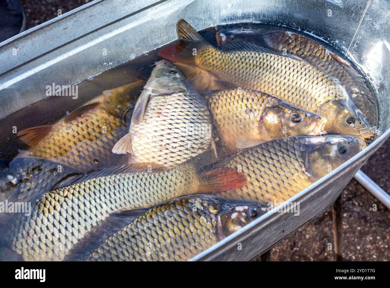 Cooking fresh fish crucian carp hi-res stock photography and images - Alamy