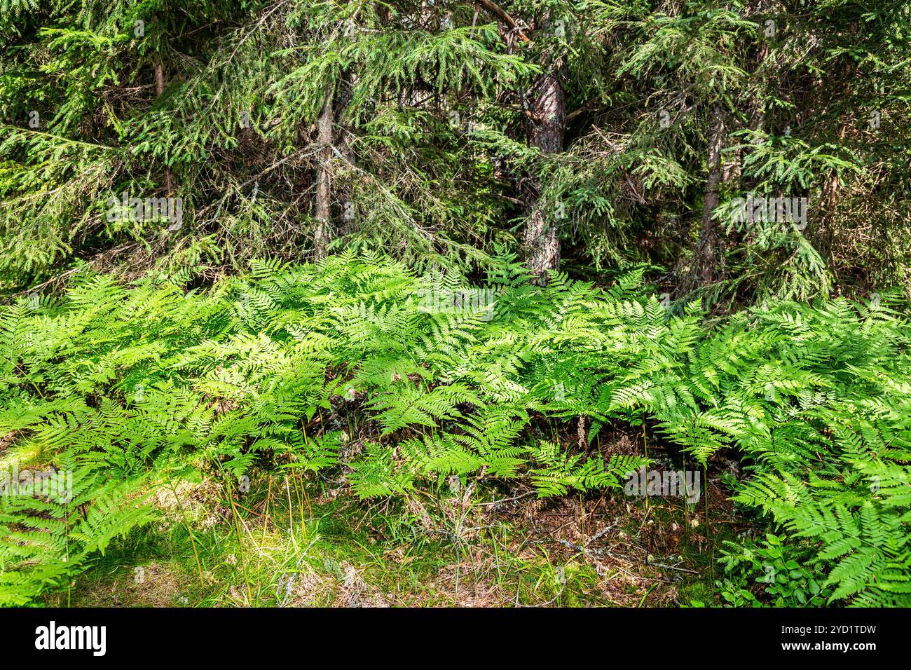 Deep forest with spruce trees and fern Stock Photo - Alamy