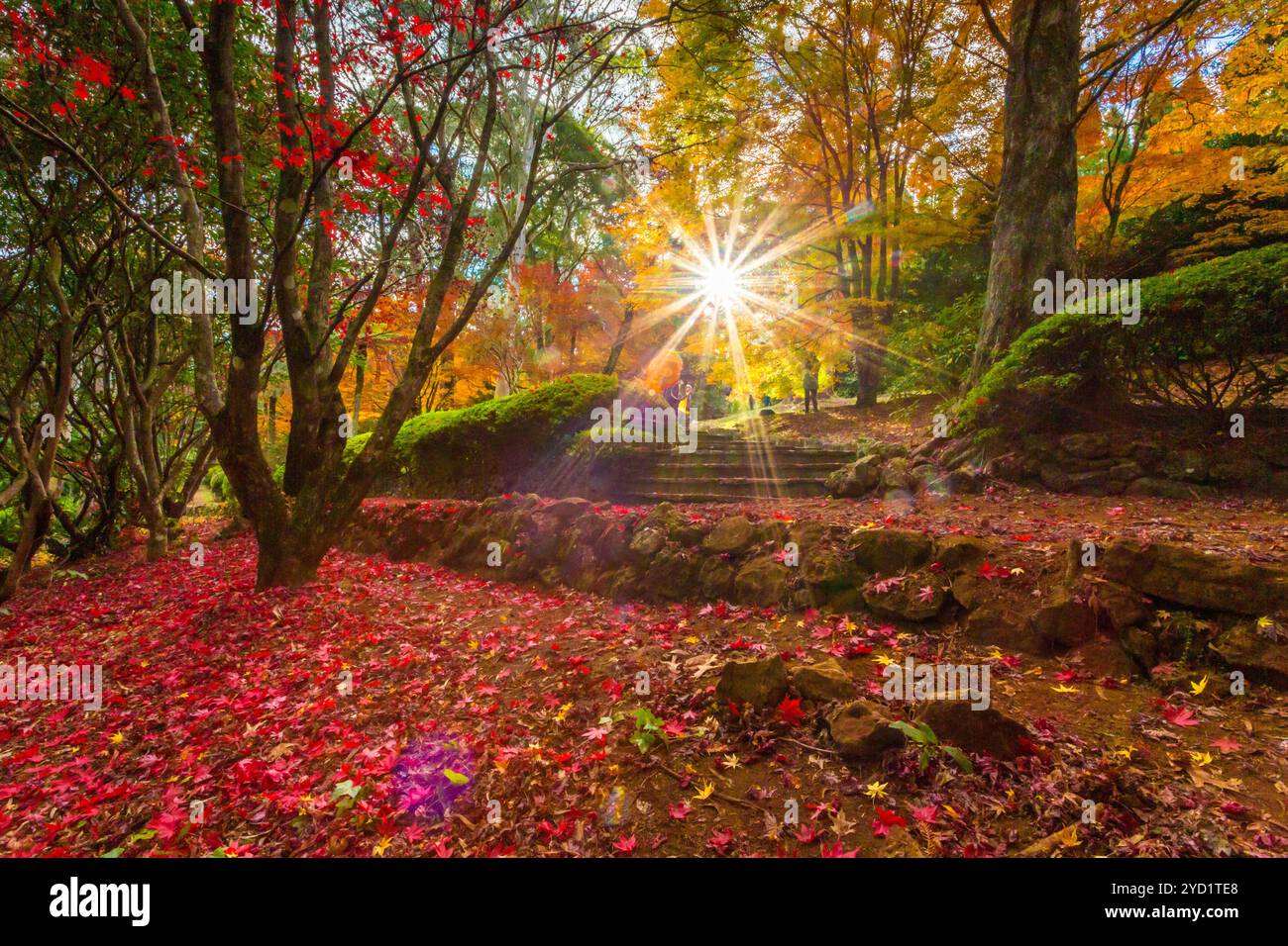 Sun shining through leaves trees hi-res stock photography and images ...