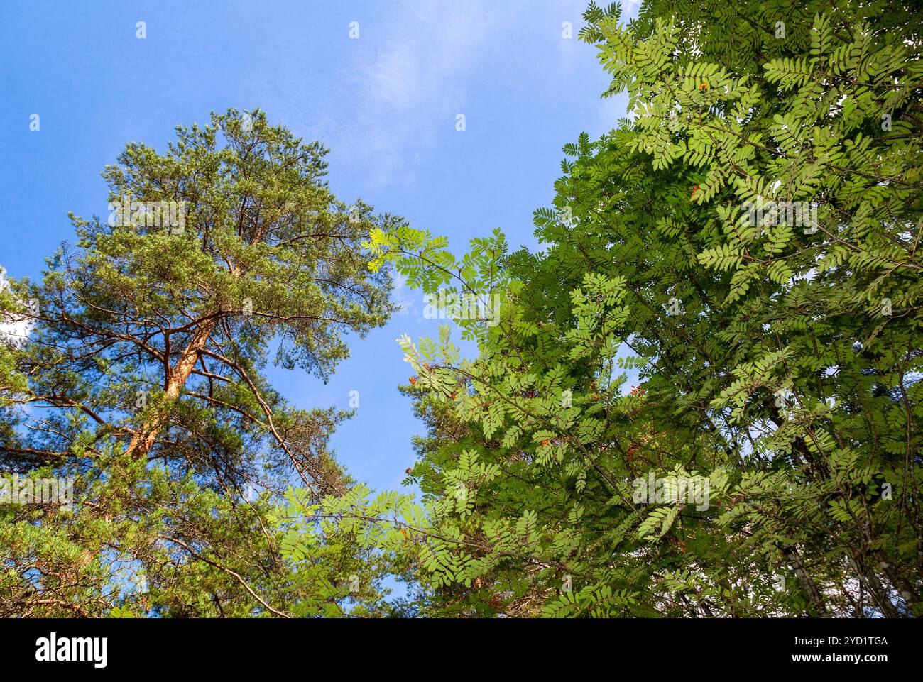 Crowns of tall trees above head in the forest against a sky Stock Photo ...