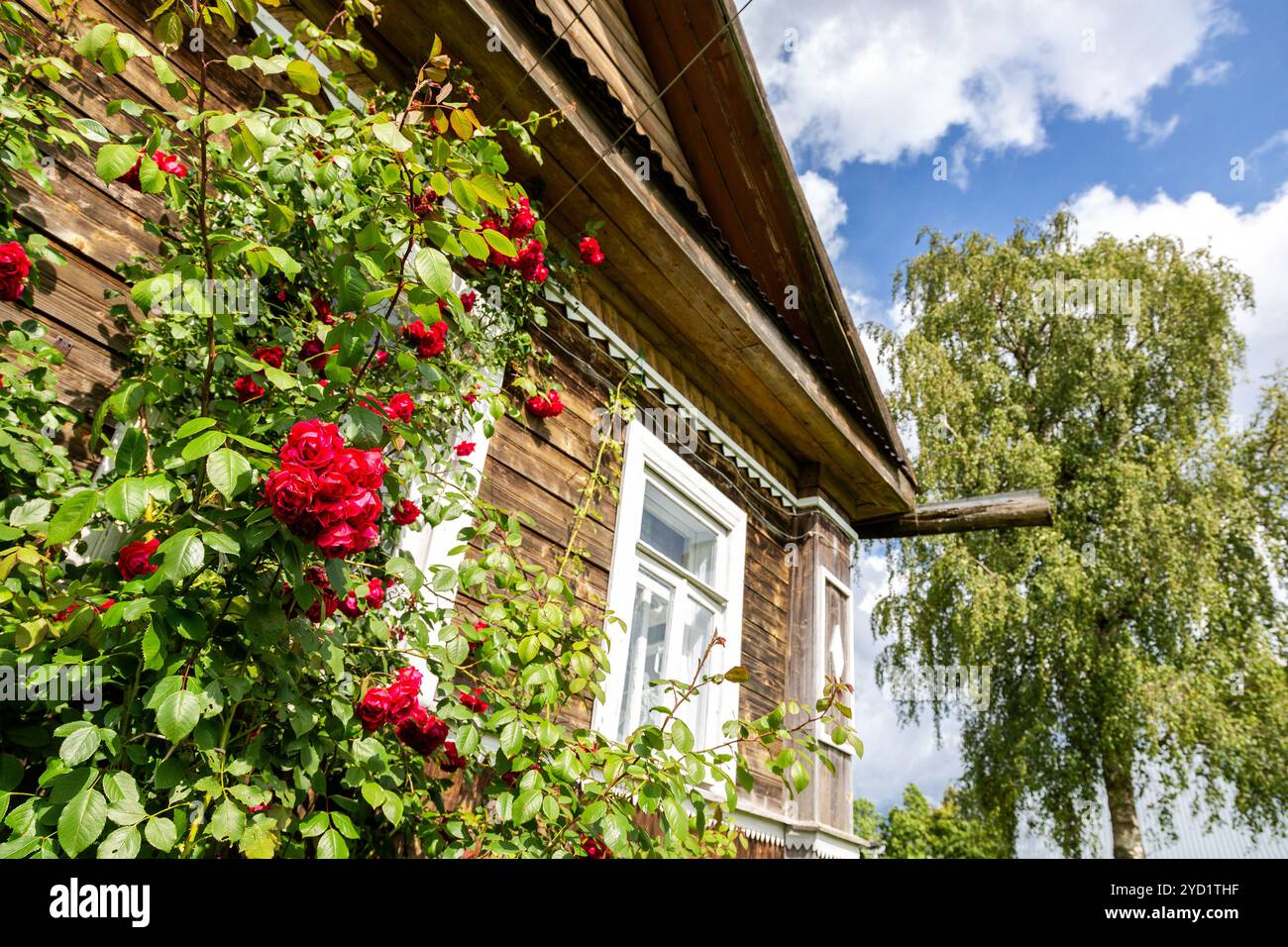 Red rose facade hi-res stock photography and images - Alamy