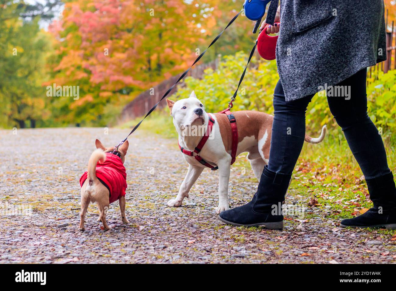 Walk the dogs. Dog on a leash. Dog on a walk in the park Stock Photo ...