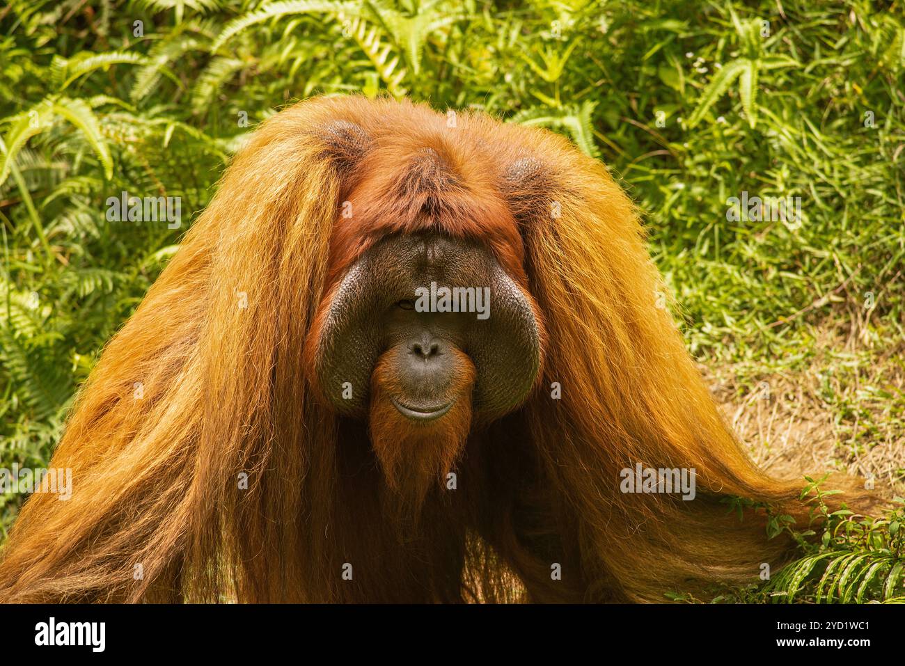 A mature male Bornean orangutan, East Kalimantan, Borneo Stock Photo ...