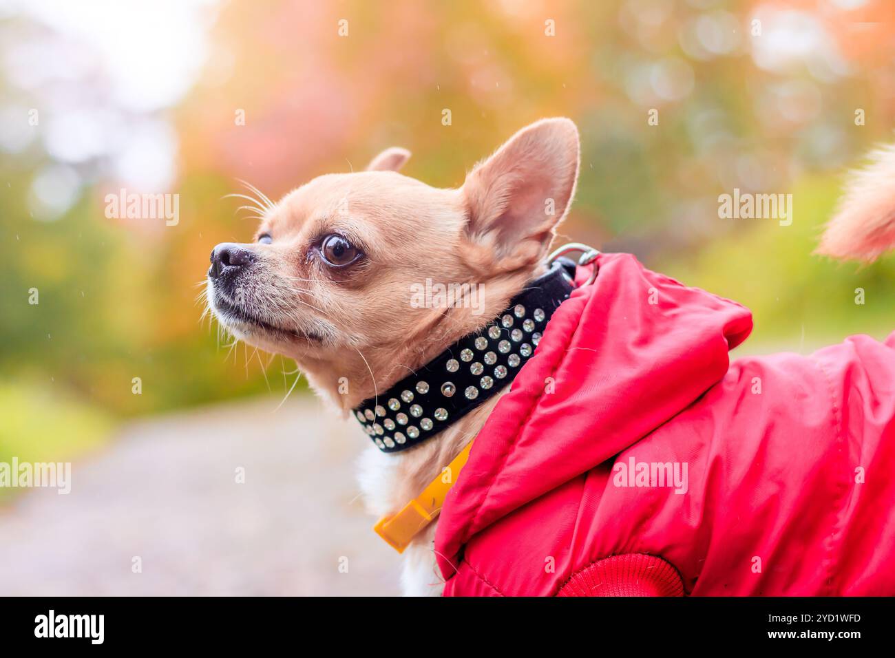 Chihuahua dog on a walk in the park. A small dog. Bright dog. Light ...
