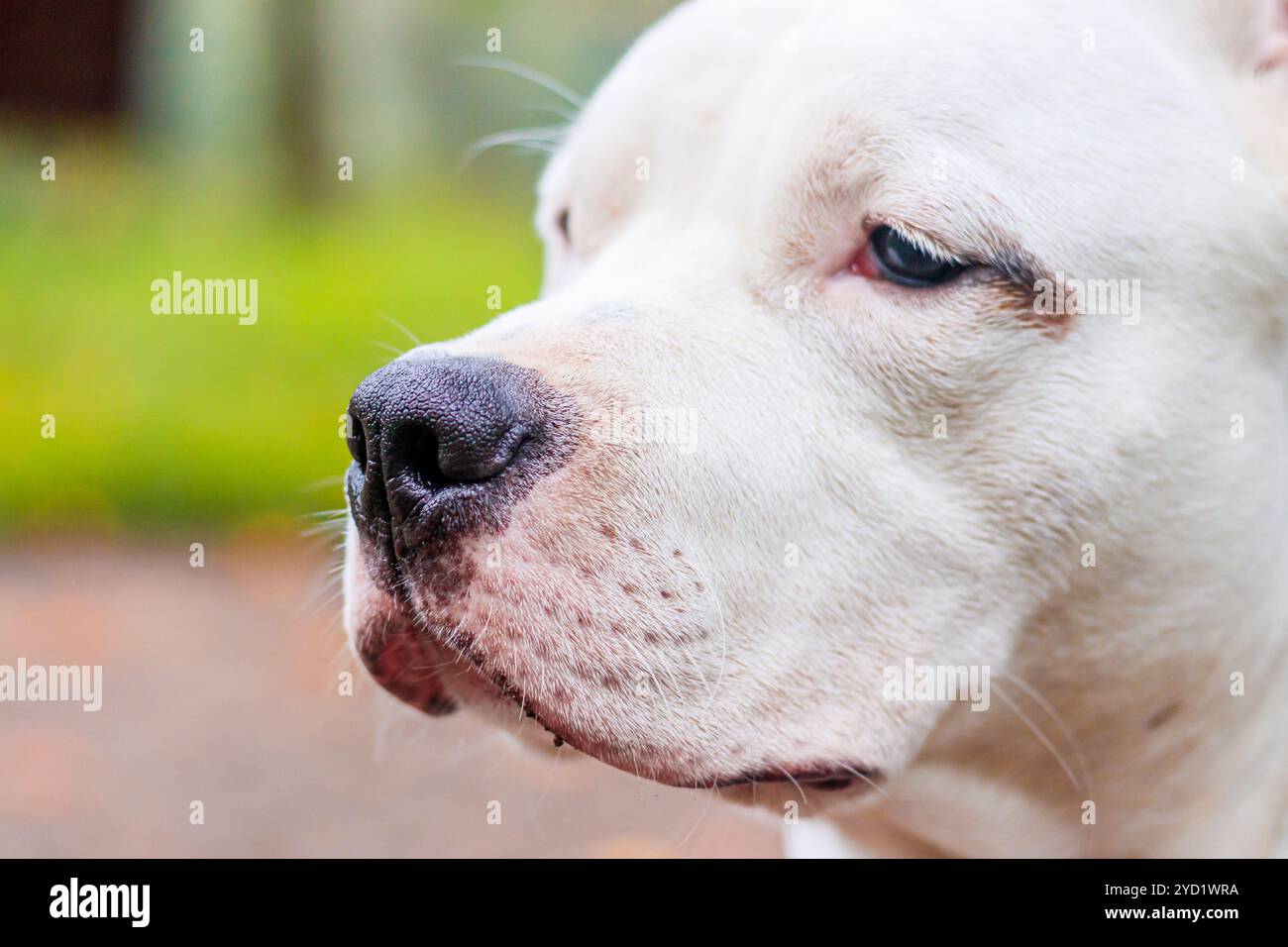 Amstaff dog on a walk in the park. Big dog. Bright dog. Light color ...