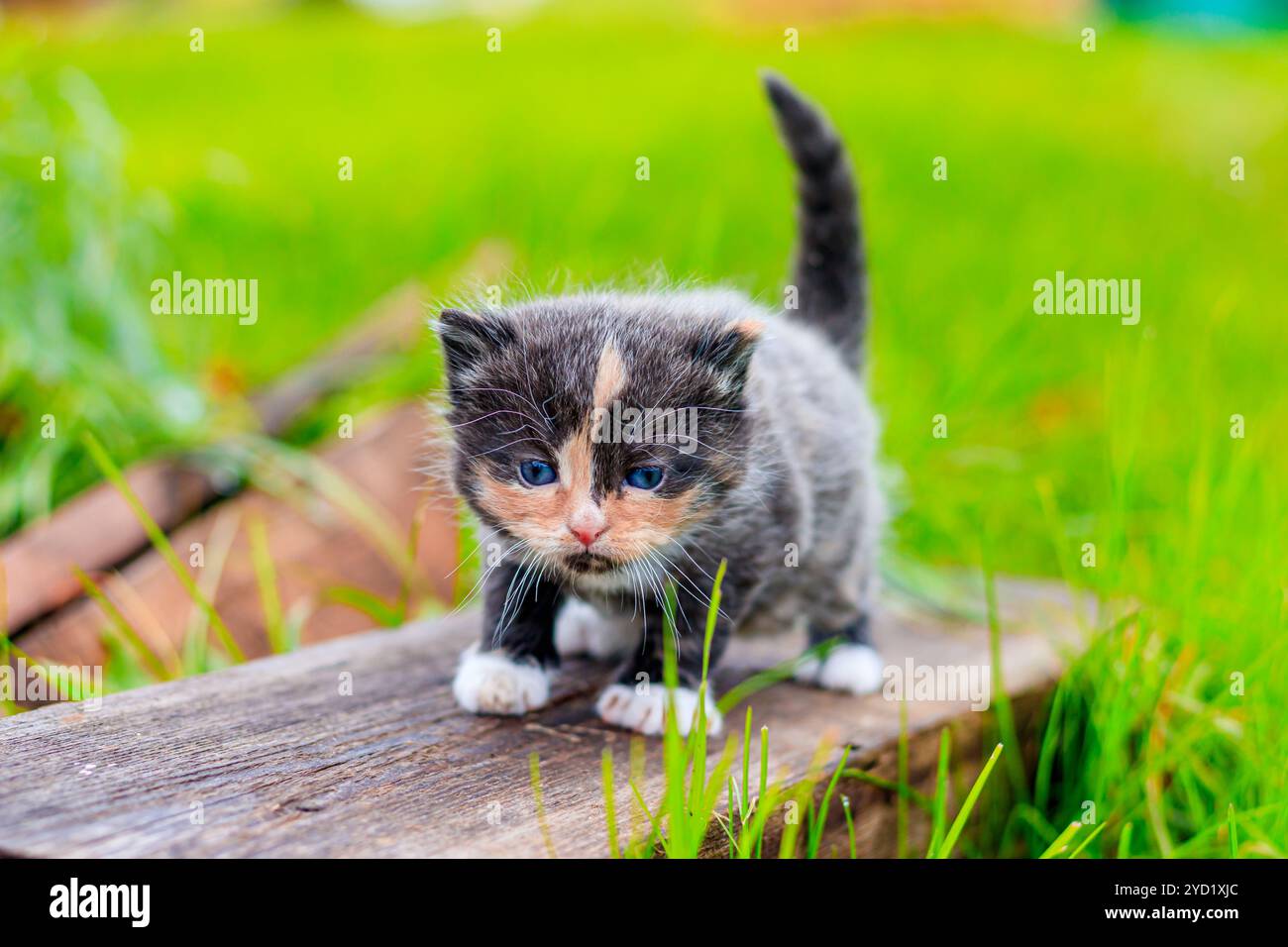 A scared kitten stands on a log. Little kitten on the street. Fluffy ...
