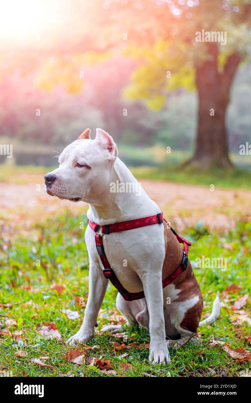 Amstaff dog on a walk in the park. Big dog. Bright dog. Light color ...