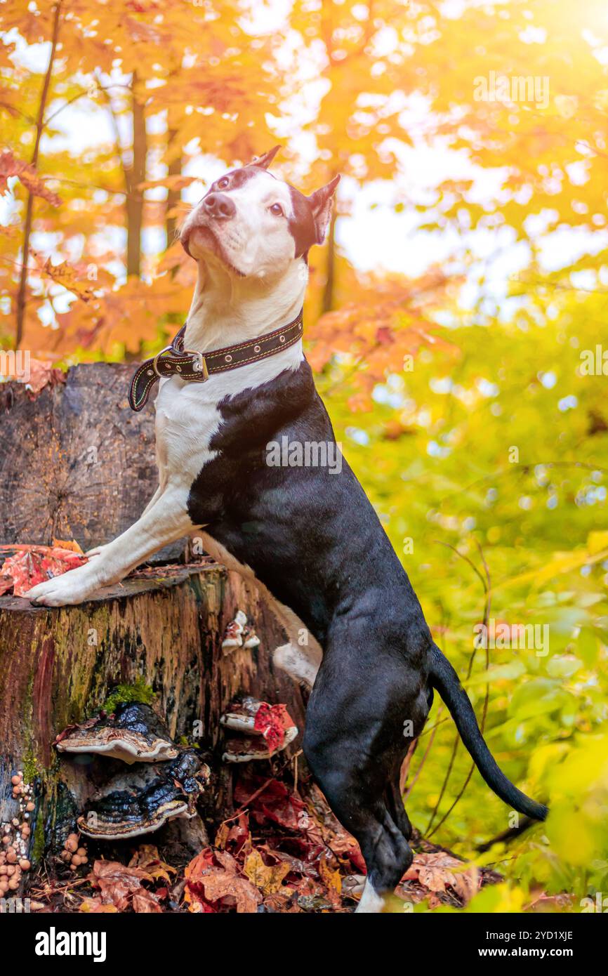 Amstaff dog on a walk in the park. Big dog. Bright dog. Light color ...