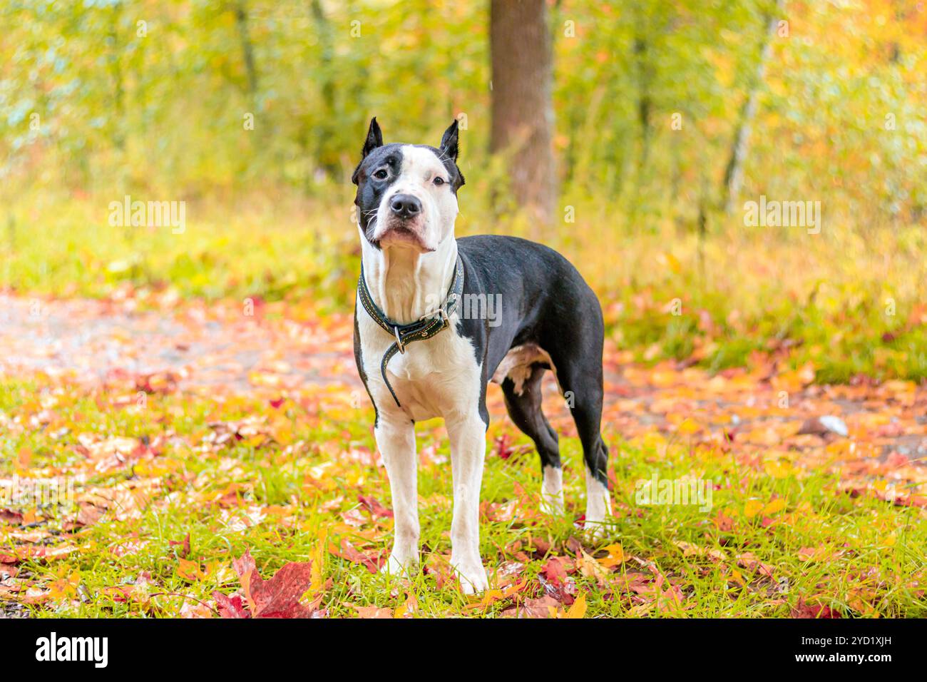 Amstaff dog on a walk in the park. Big dog. Bright dog. Light color ...