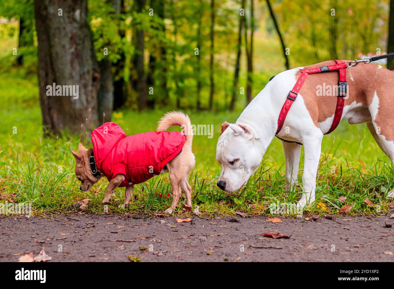Walk the dogs. Dog on a leash. Dog on a walk in the park. Dog breed ...