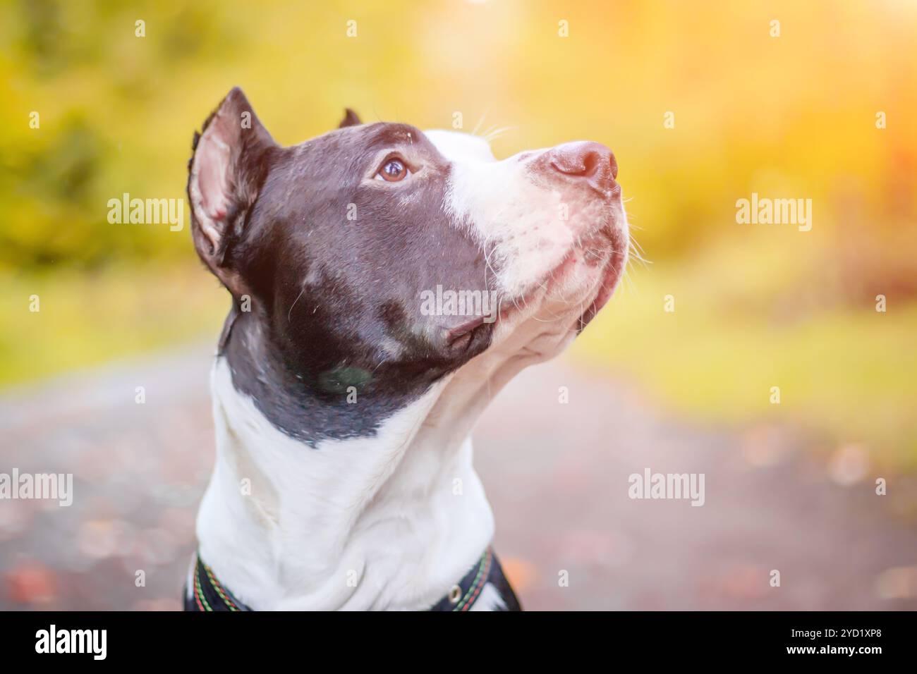 Amstaff dog on a walk in the park. Big dog. Bright dog. Light color ...