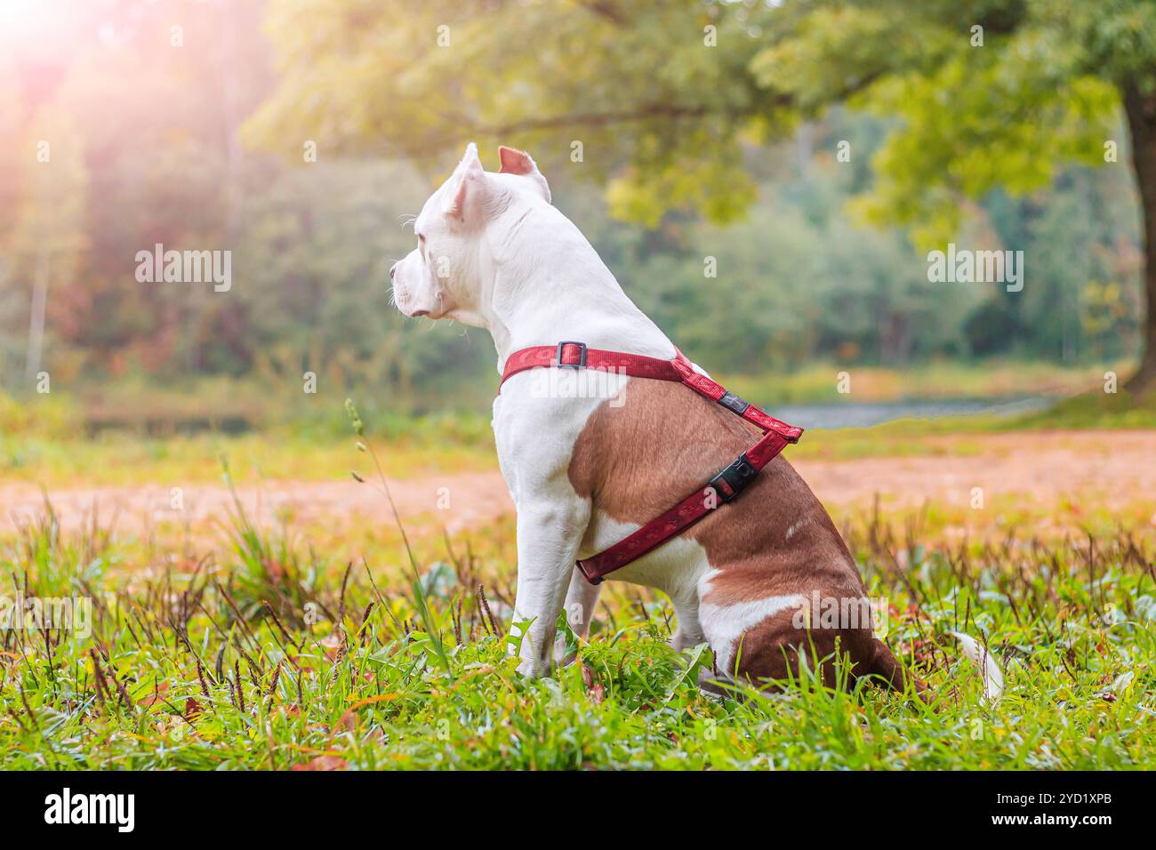 Amstaff dog on a walk in the park. Big dog. Bright dog. Light color ...