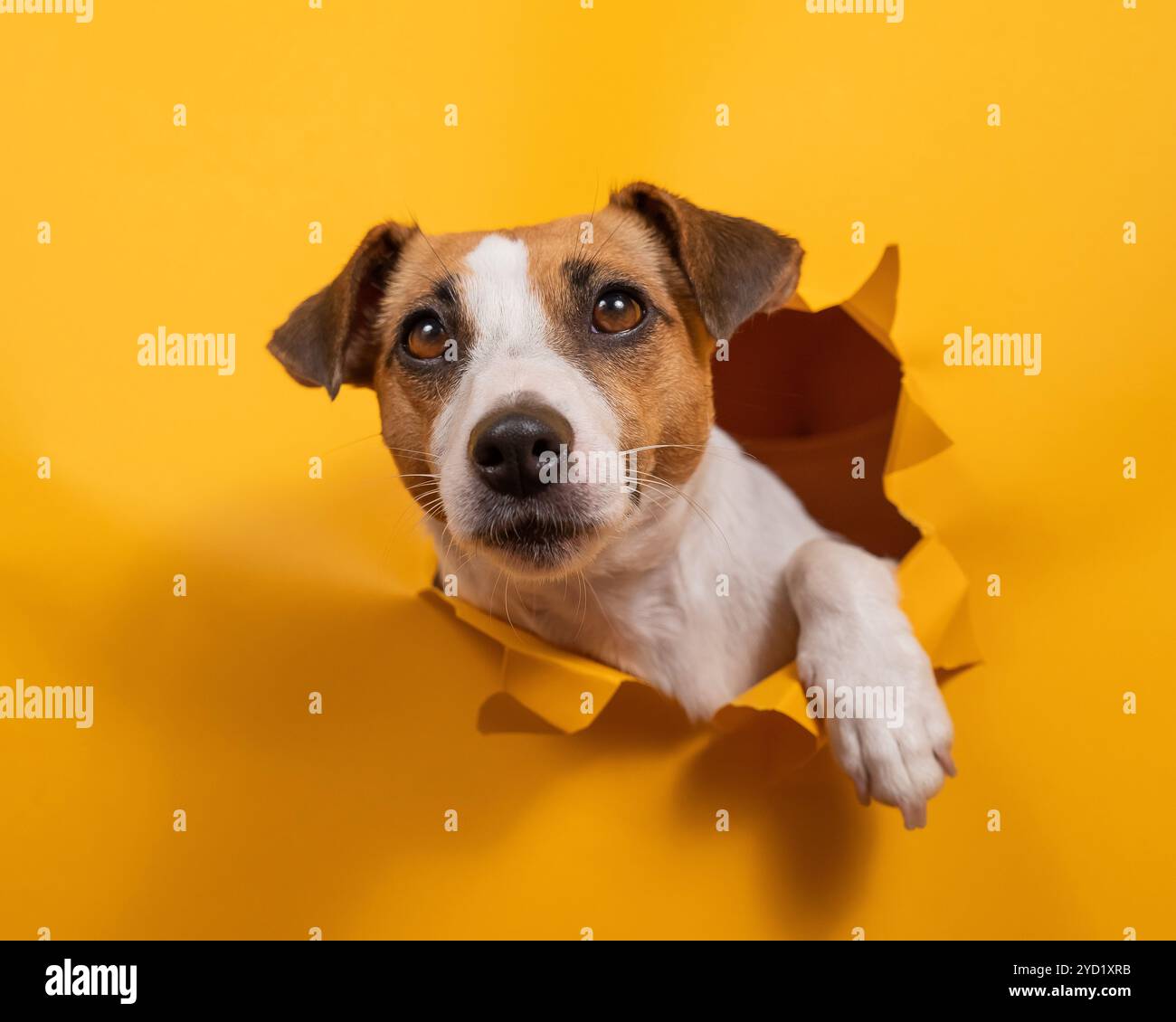 Funny jack russell terrier comes out of a paper orange background ...