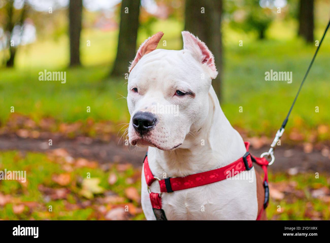 Woman play dog park hi-res stock photography and images - Alamy