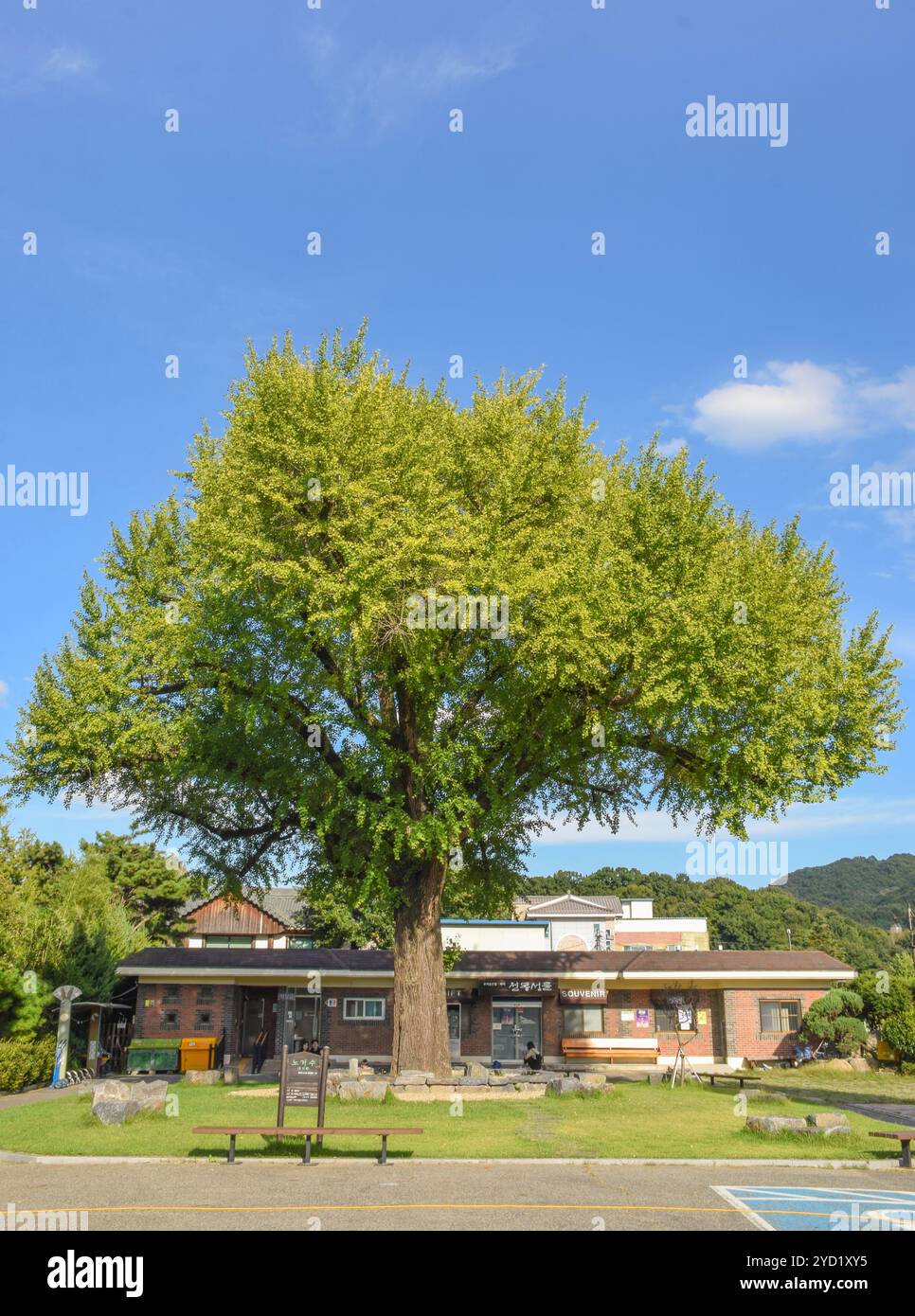 A centuries old tree in Jeonju, South Korea Stock Photo - Alamy