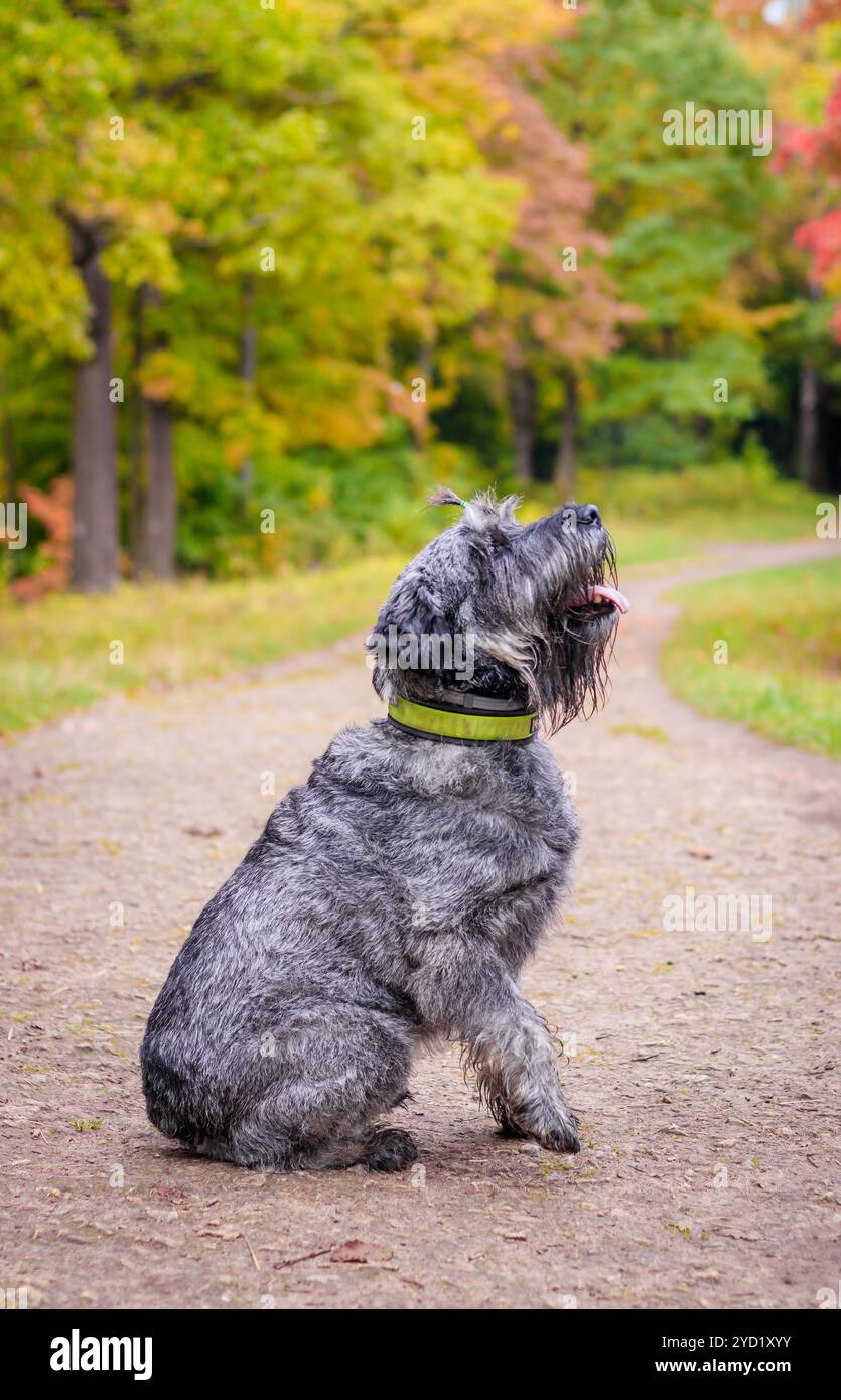 Miniature schnauzer dog for a walk in the autumn park. Dog with a ...
