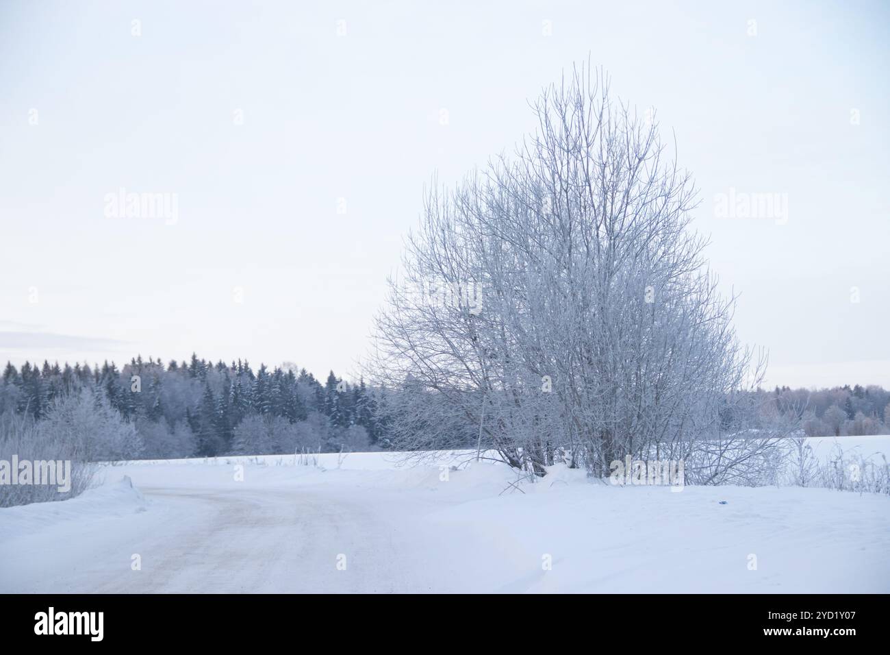 Snowy winter road. Winter fairy tale. Ride on a winter road Stock Photo ...