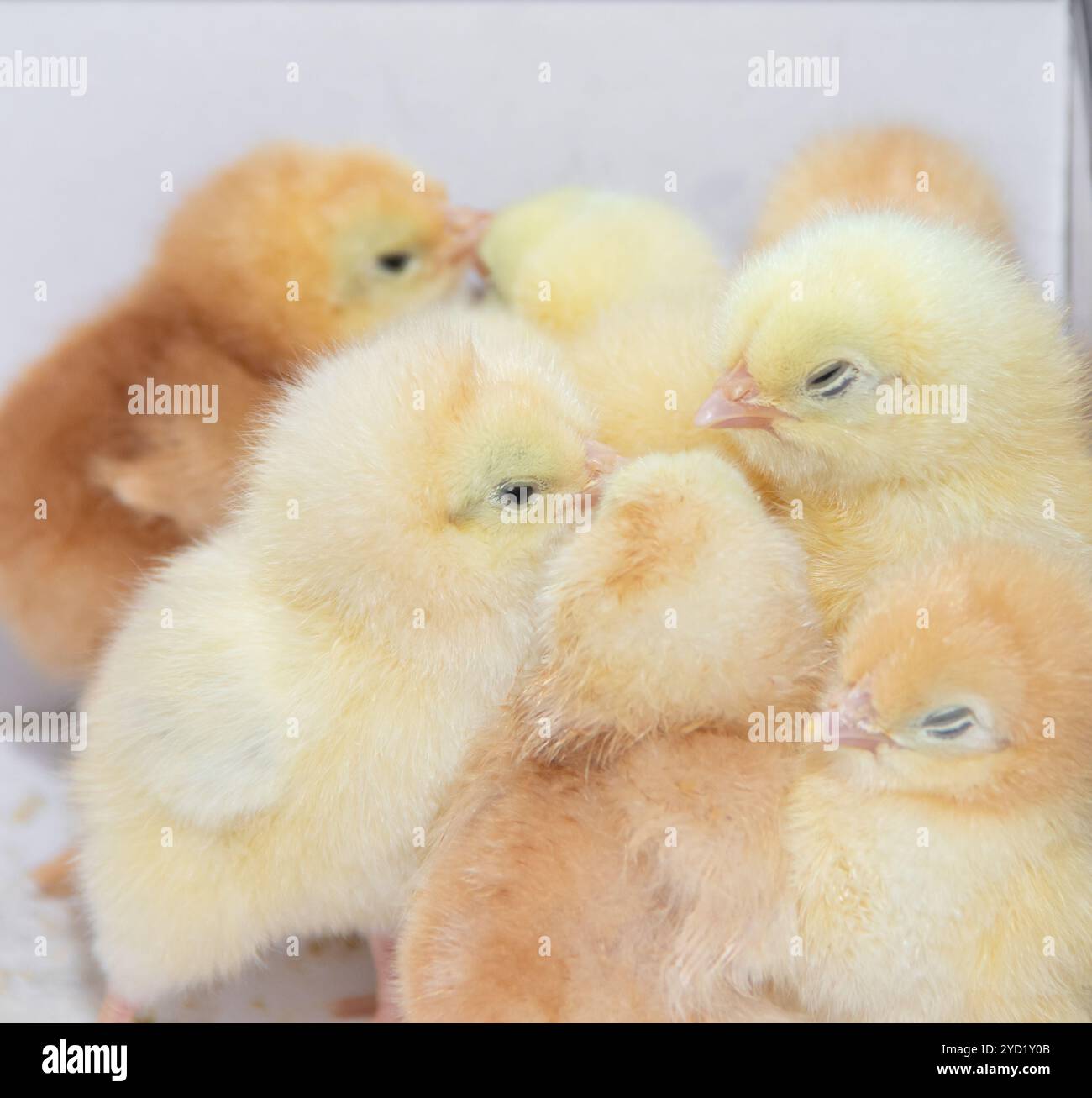 Little yellow chickens sit huddled in a box. Little hens Stock Photo ...