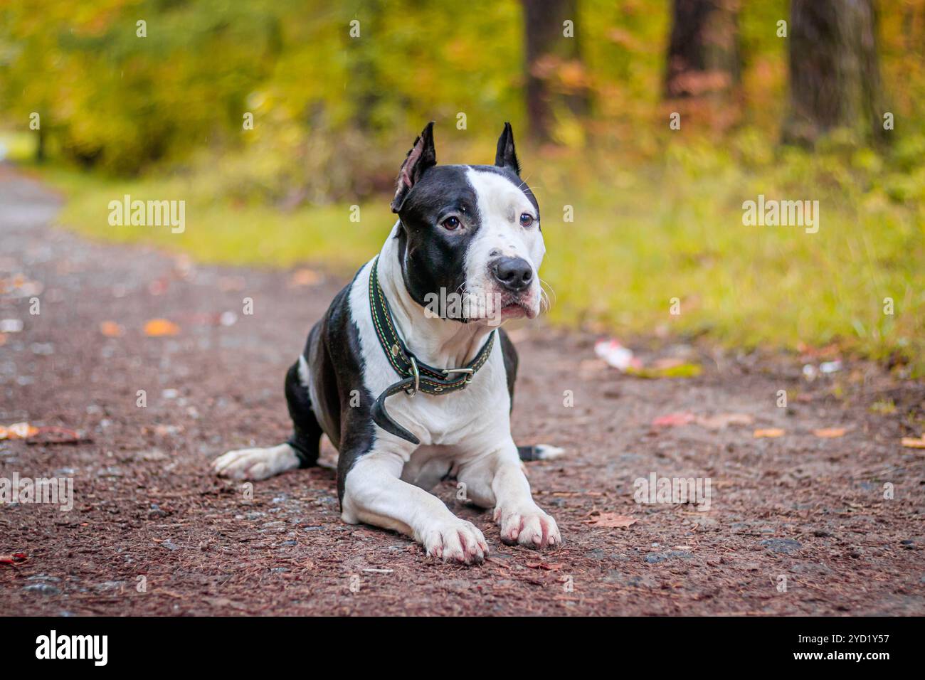 Amstaff dog on a walk in the park. Big dog. Bright dog. Light color ...