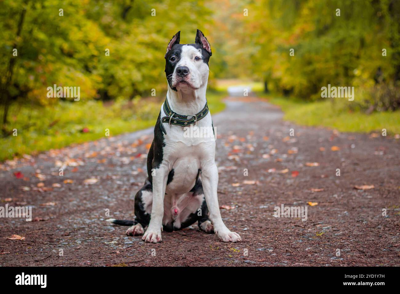 Amstaff dog on a walk in the park. Big dog. Bright dog. Light color ...