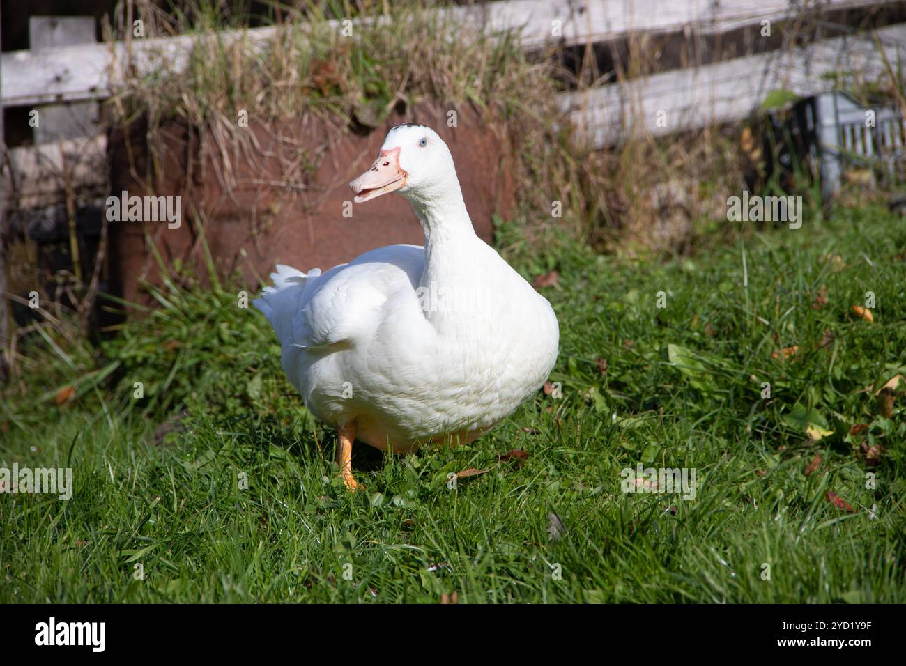 White domestic ducks walk on the green grass in the garden. Poultry ...