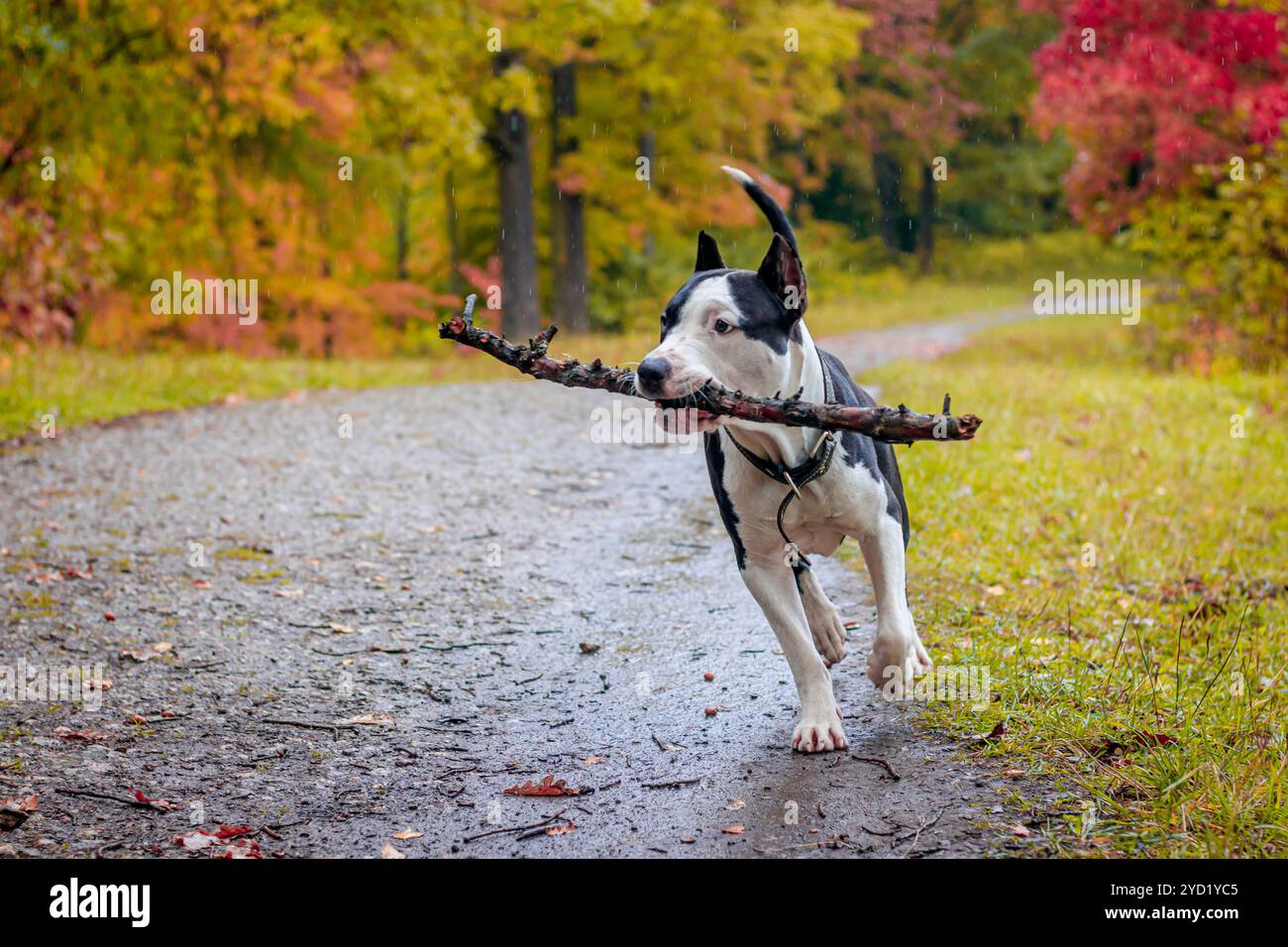Amstaff dog on a walk in the park. Big dog. Bright dog. Light color ...
