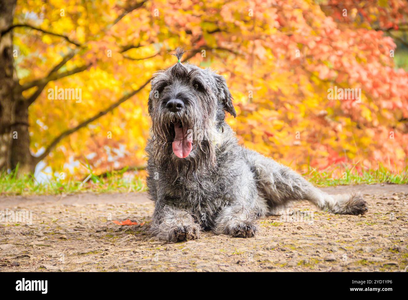 Miniature schnauzer dog for a walk in the autumn park. Dog with a ...
