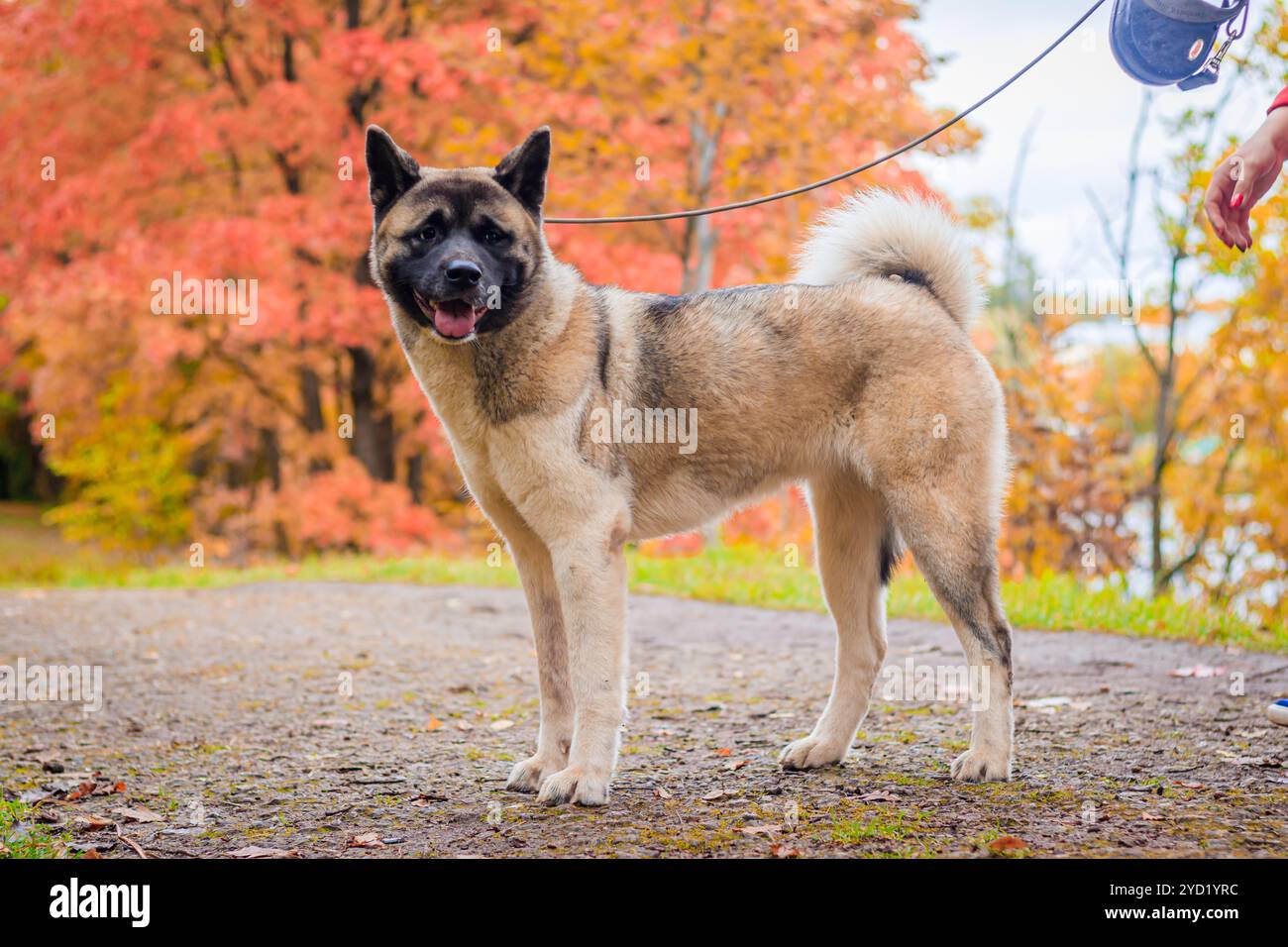 Akita breed dog on a walk in the autumn park. Beautiful fluffy dog ...