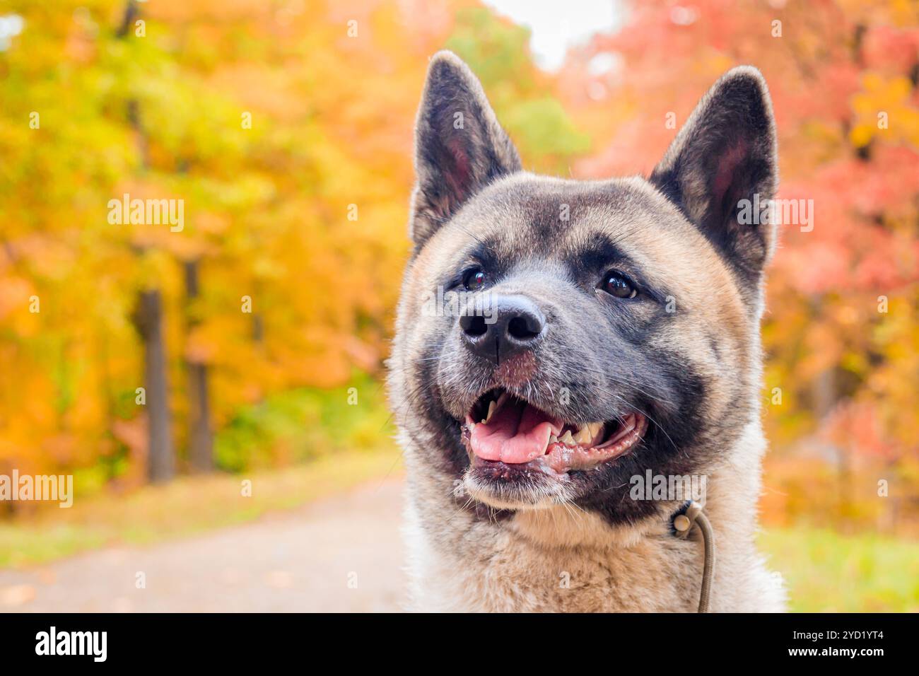 Akita breed dog on a walk in the autumn park. Beautiful fluffy dog ...