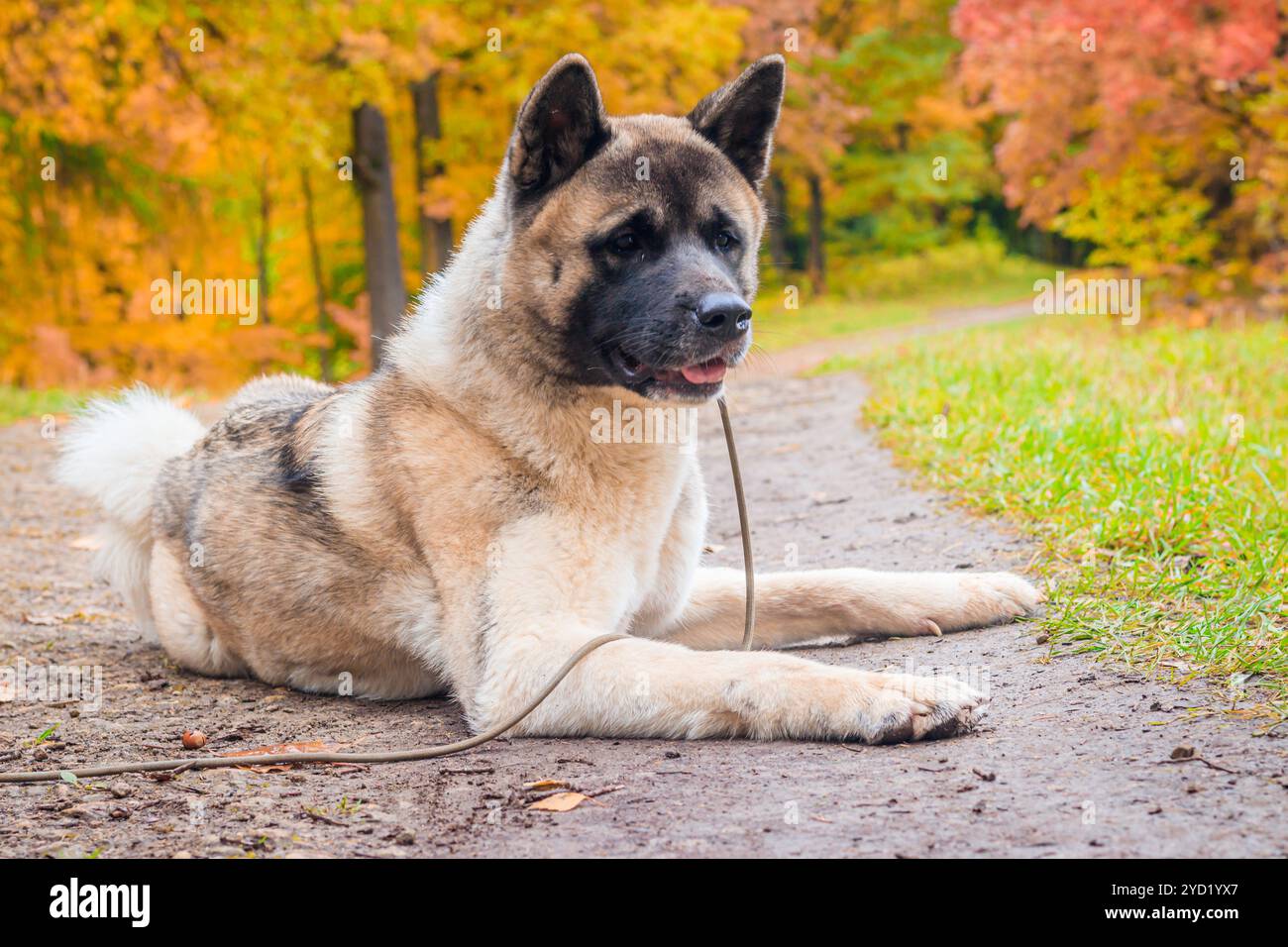 Akita breed dog on a walk in the autumn park. Beautiful fluffy dog ...