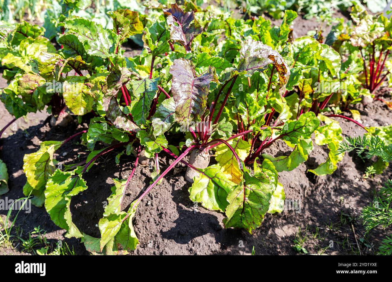 Beetroot growing at the vegetable garden in summertime Stock Photo - Alamy