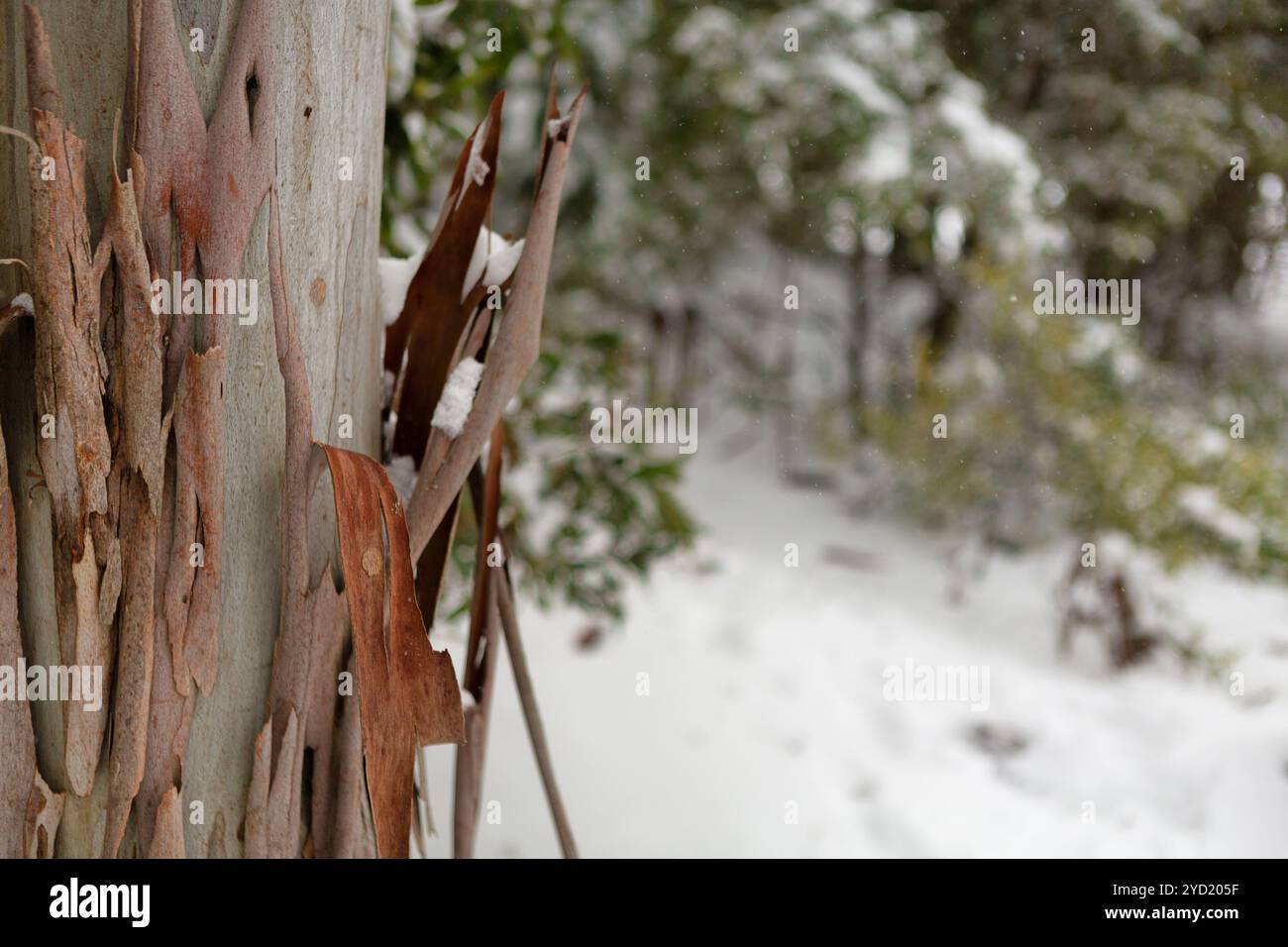 Gum tree bark in a snowy Australian landscape Stock Photo - Alamy