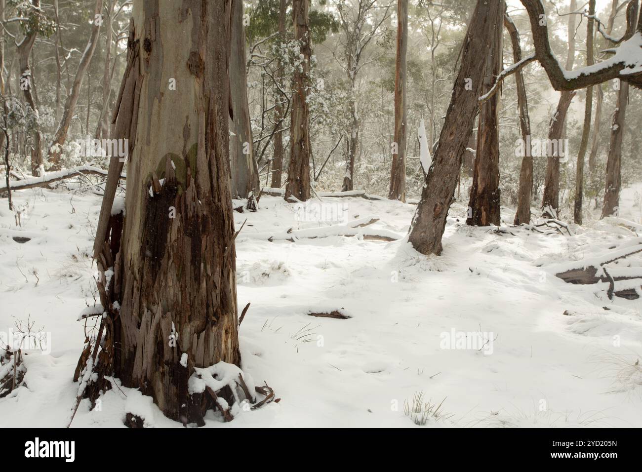 Australian bushland covered in layers of snow Stock Photo - Alamy