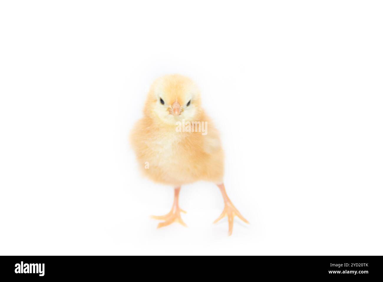 Chicken yellow isolated on white background. Little Chicks. The future ...