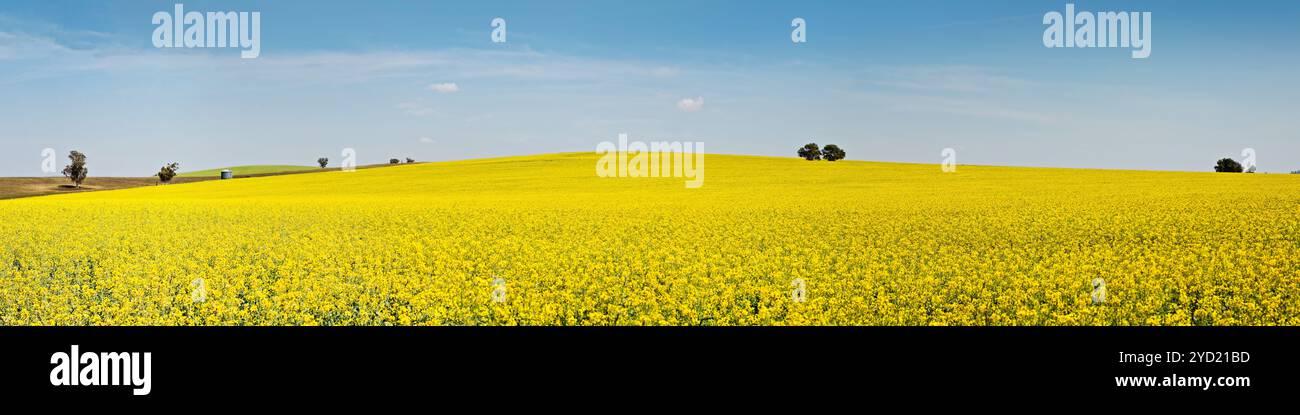 Panoramic fields of golden canola flowering under the spring sunshine ...