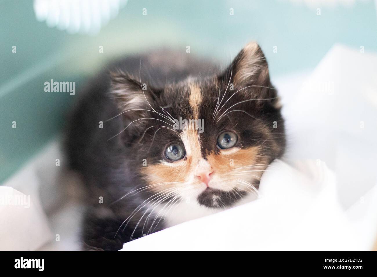 The cat sits in a carrier for animals . A pet. Transportation of ...