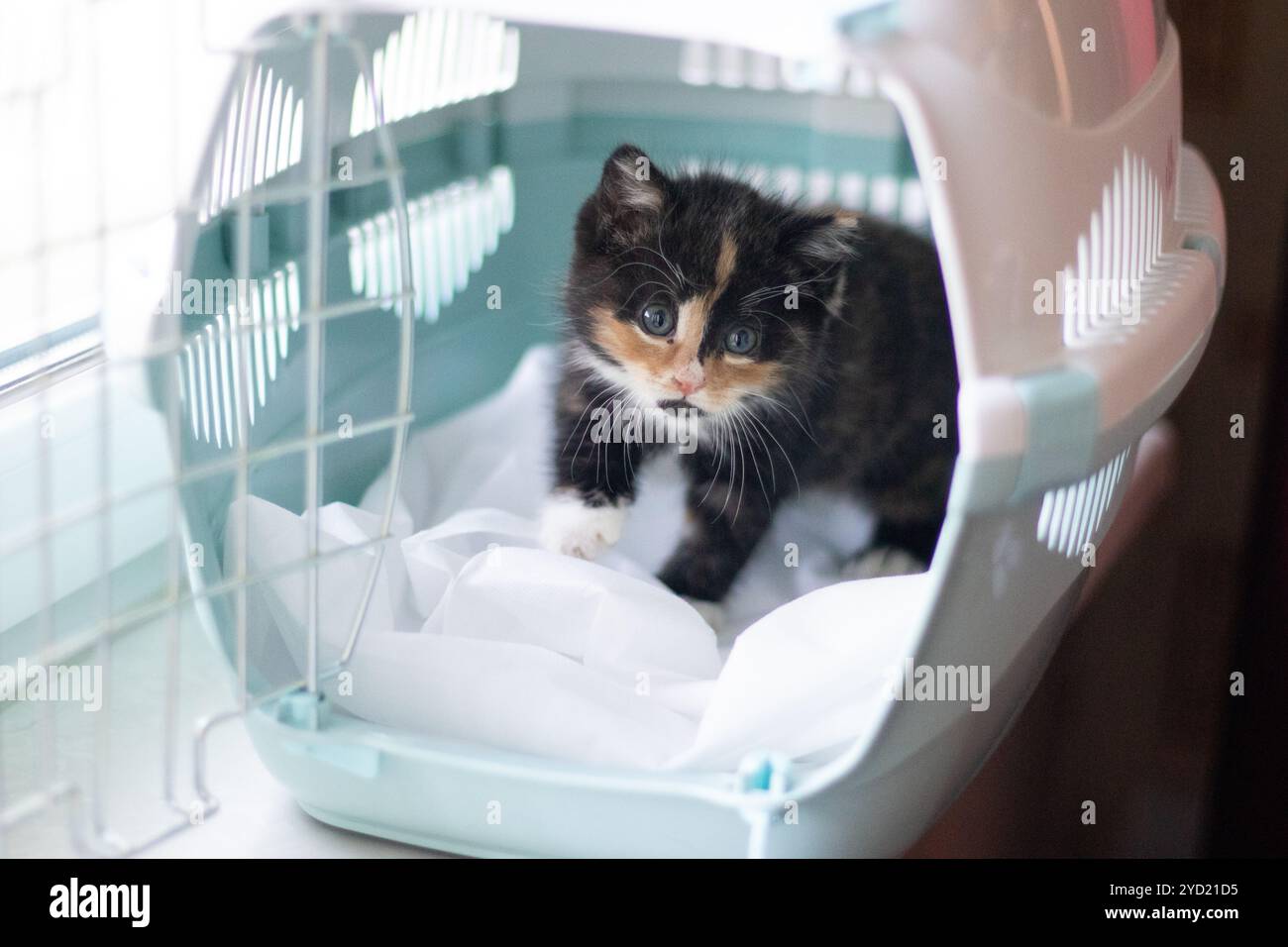 The cat sits in a carrier for animals . A pet. Transportation of ...
