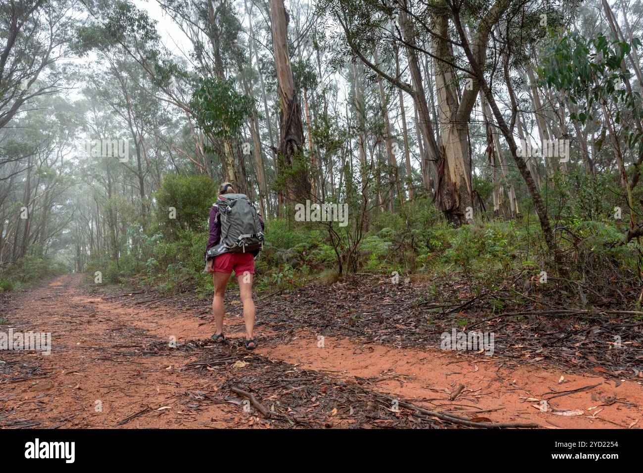 Hiking in woodland of tall gums and eucalypts with a light fog Stock ...